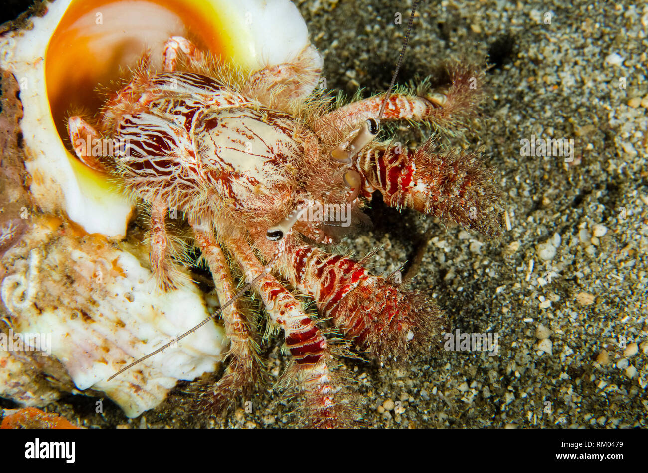 Hairy Red Hermit Crab, Aniculus erythraeus, in shell, Night dive ...