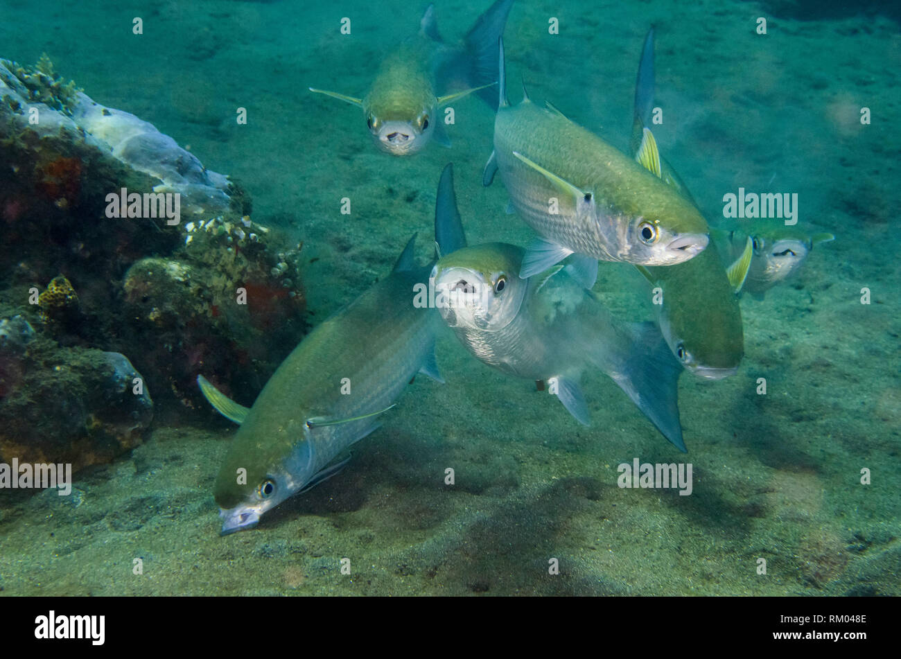 Fringelip Mullet, Crenimugil crenilabis, school feeding in sand ...