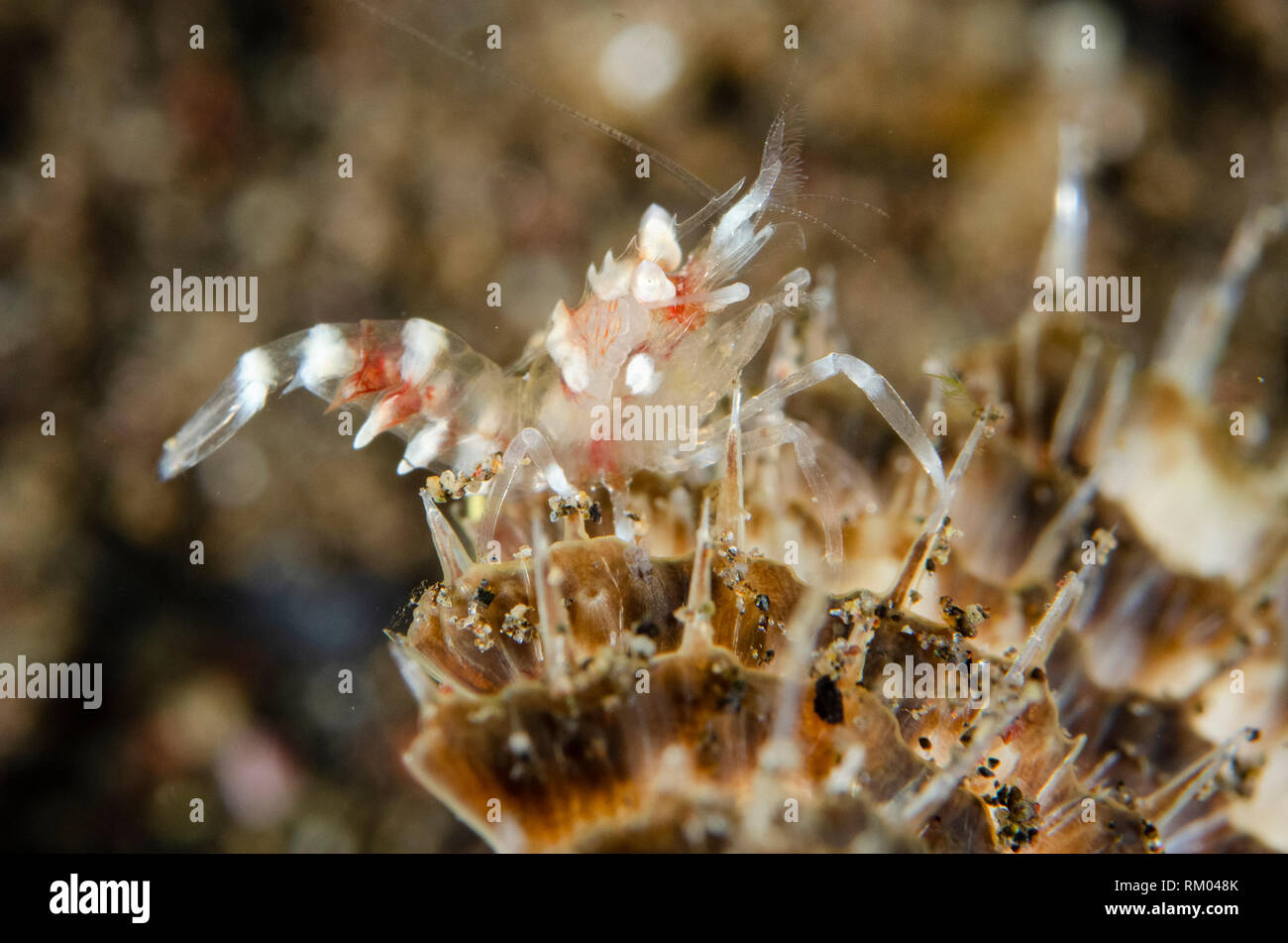 Horned Sea Pen Shrimp, Dasycaris ceratops, on Sea Pen, Melasti dive ...