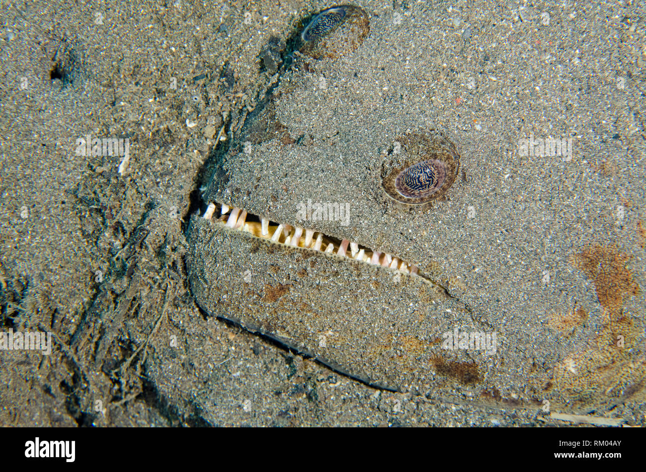 Indian Halibut, Psettodes erumei, showing teeth, Jemeluk Bay Gallery ...