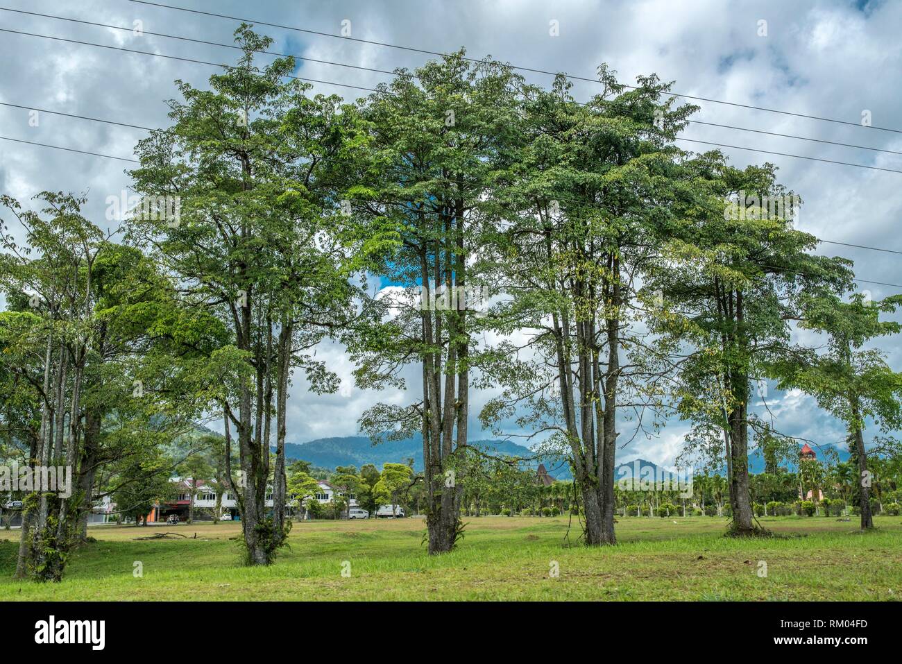 Trees at Tebedu, Sarawak, Malaysia Stock Photo - Alamy