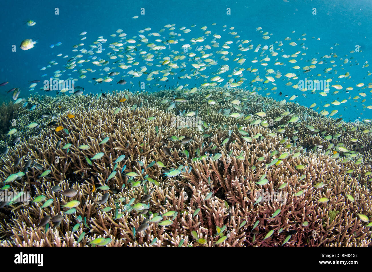 School of Damsels, Chromis sp, in field of Staghorn Coral, Acropora sp ...