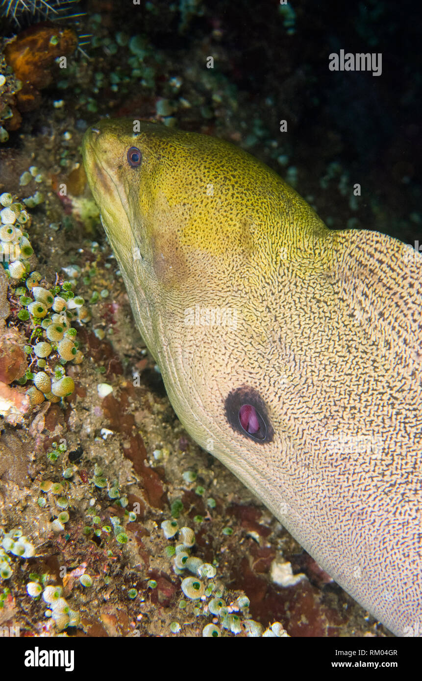 Giant Moray Eel, Gymnothorax javanicus, freeswimming and hunting ...