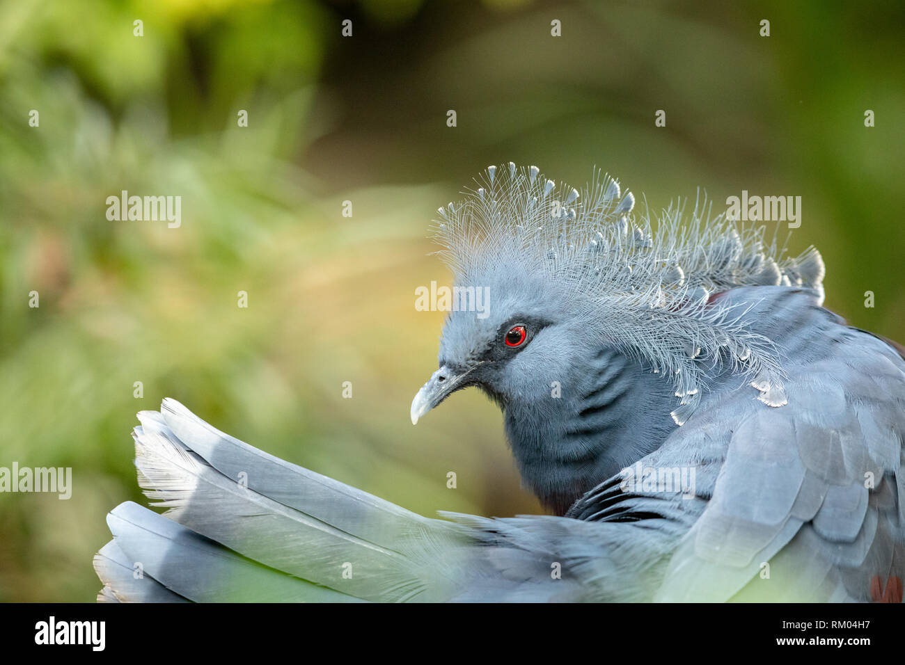 Beautiful bird, the Victoria Crowned Pigeon - Goura victoria Stock ...