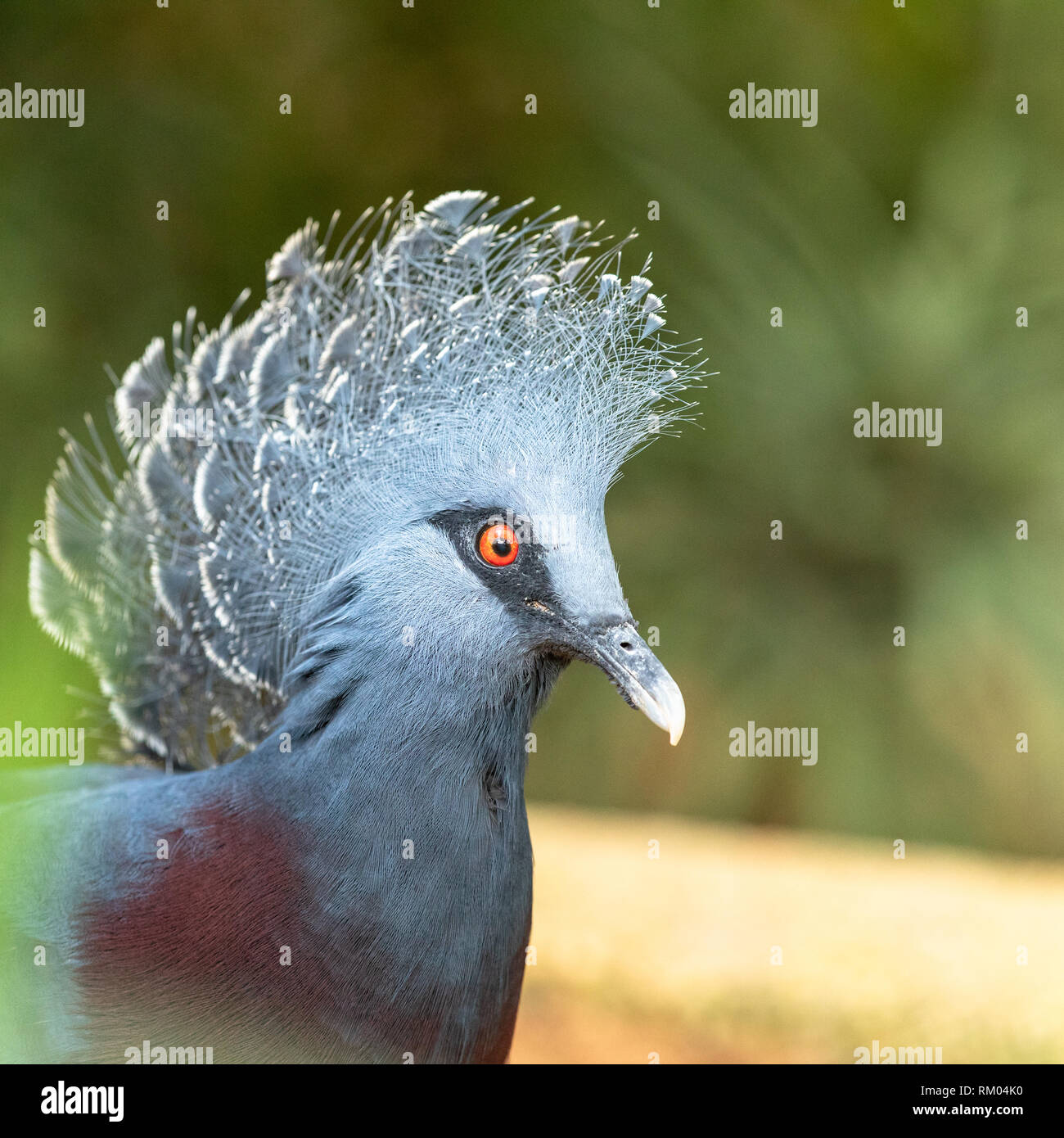 Beautiful bird, the Victoria Crowned Pigeon - Goura victoria Stock ...