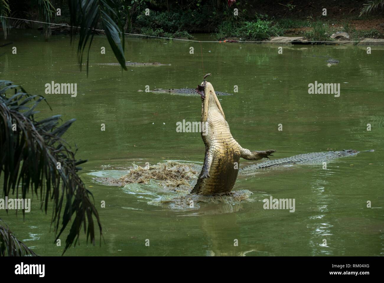 Crocodile jumping hi-res stock photography and images - Alamy