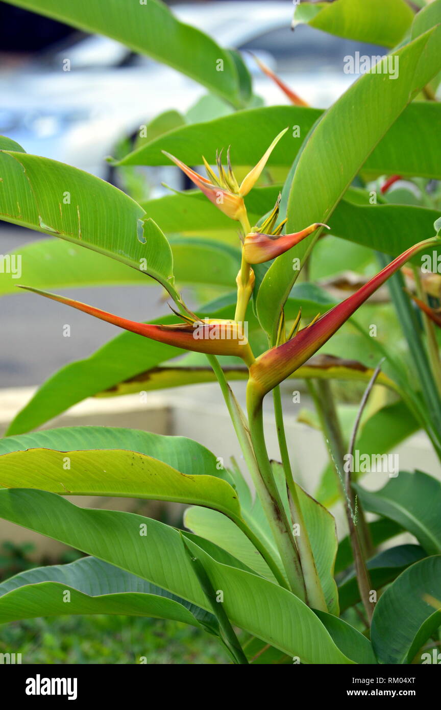 Heliconia psittacorum plants, flower and leafs Stock Photo - Alamy
