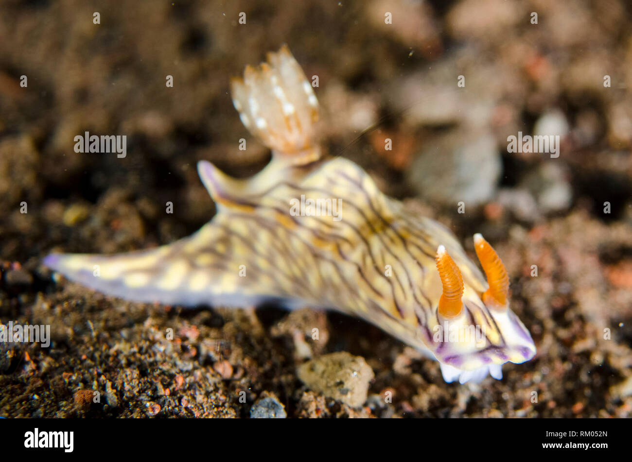 Black striped hypselodoris hi-res stock photography and images - Alamy