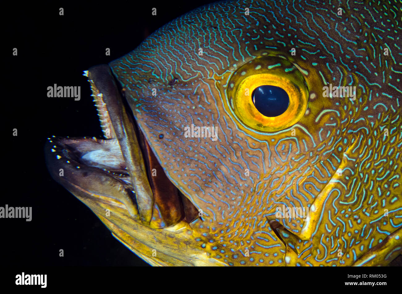 Yawning Midnight Snapper, Macolor macularis, Liberty Wreck dive site ...