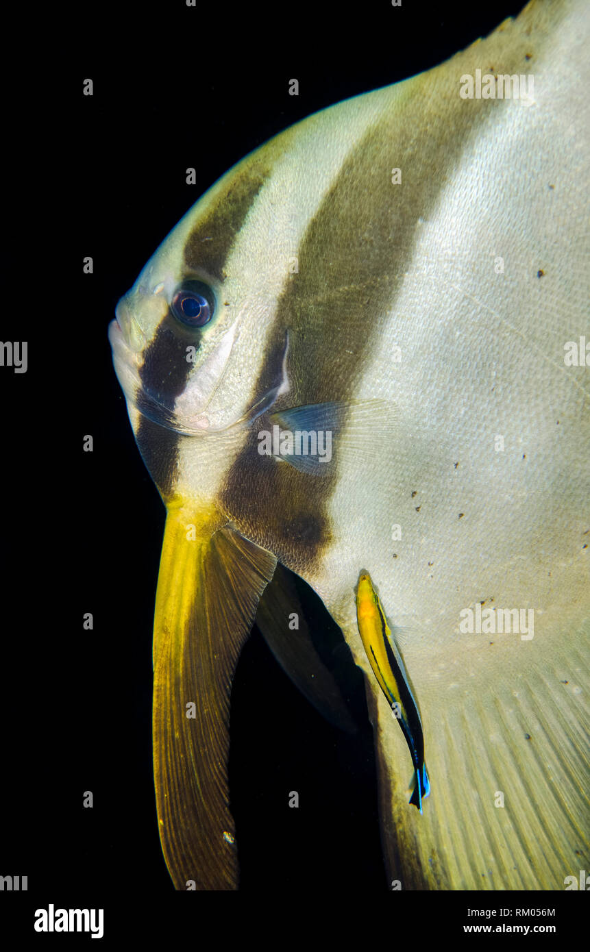 Golden Spadefish, Platax boersii, being cleaned by Bluestreak Cleaner ...