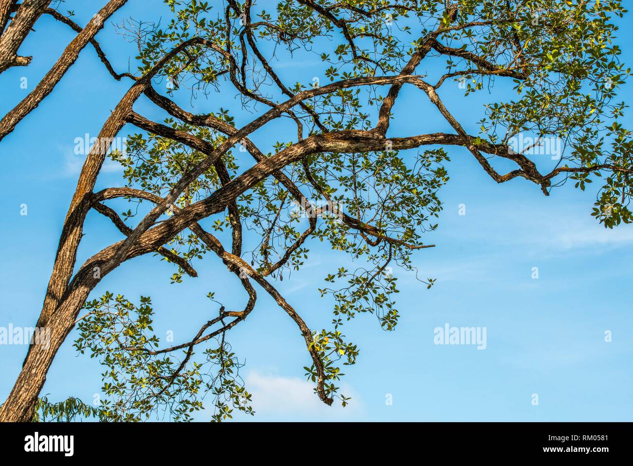 Trees at Jalan Uplands, Kuching, Sarawak, Malaysia Stock Photo - Alamy