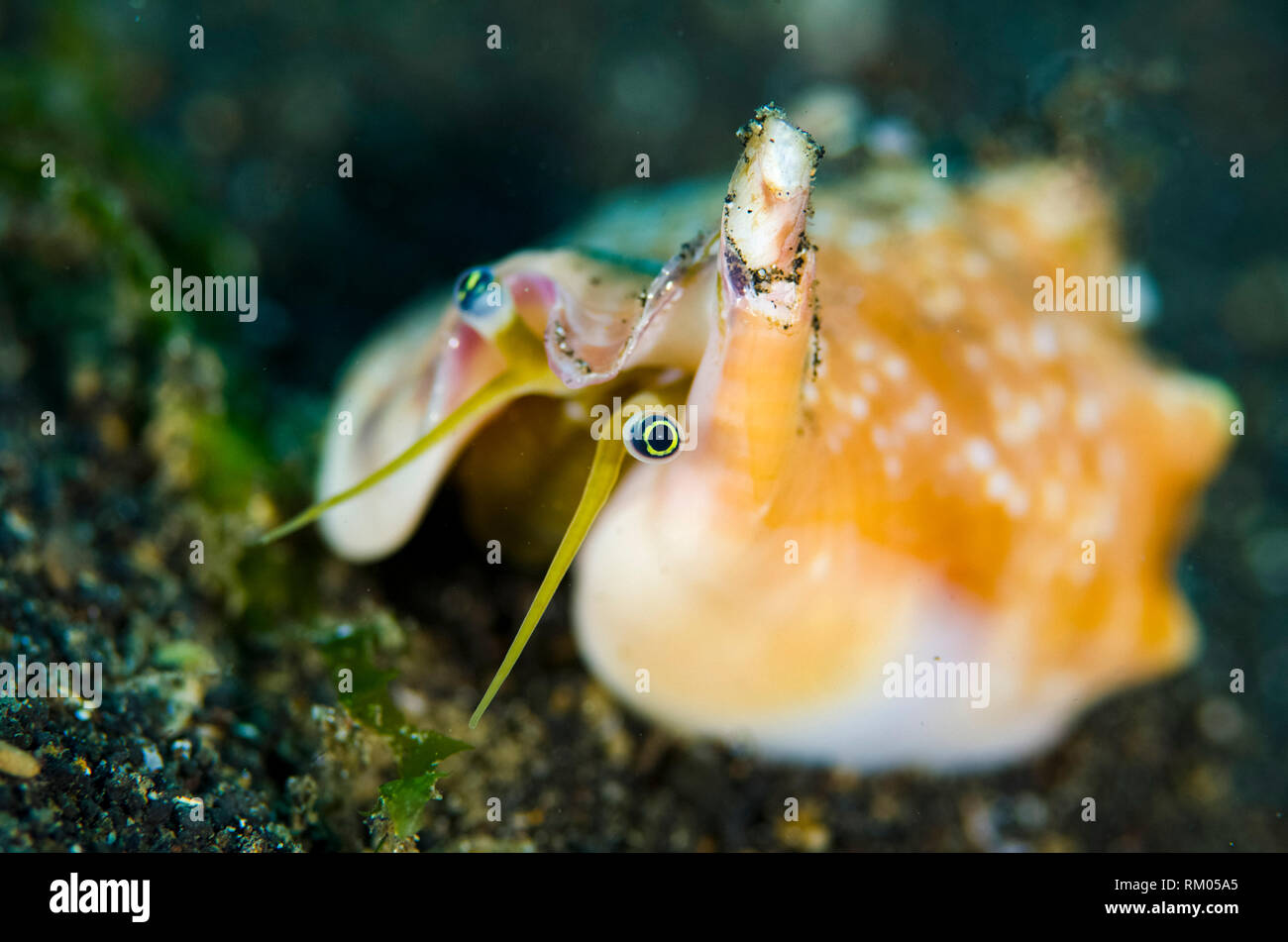 Conch Shell, Strombus dentatus, with eyes protruding, Jari Jari dive ...