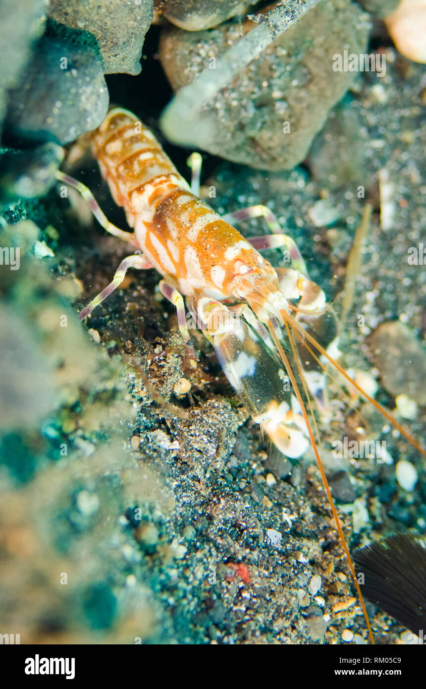 Tiger Snapping Shrimp, Alpheus bellulus, cleaning hole entrance on ...