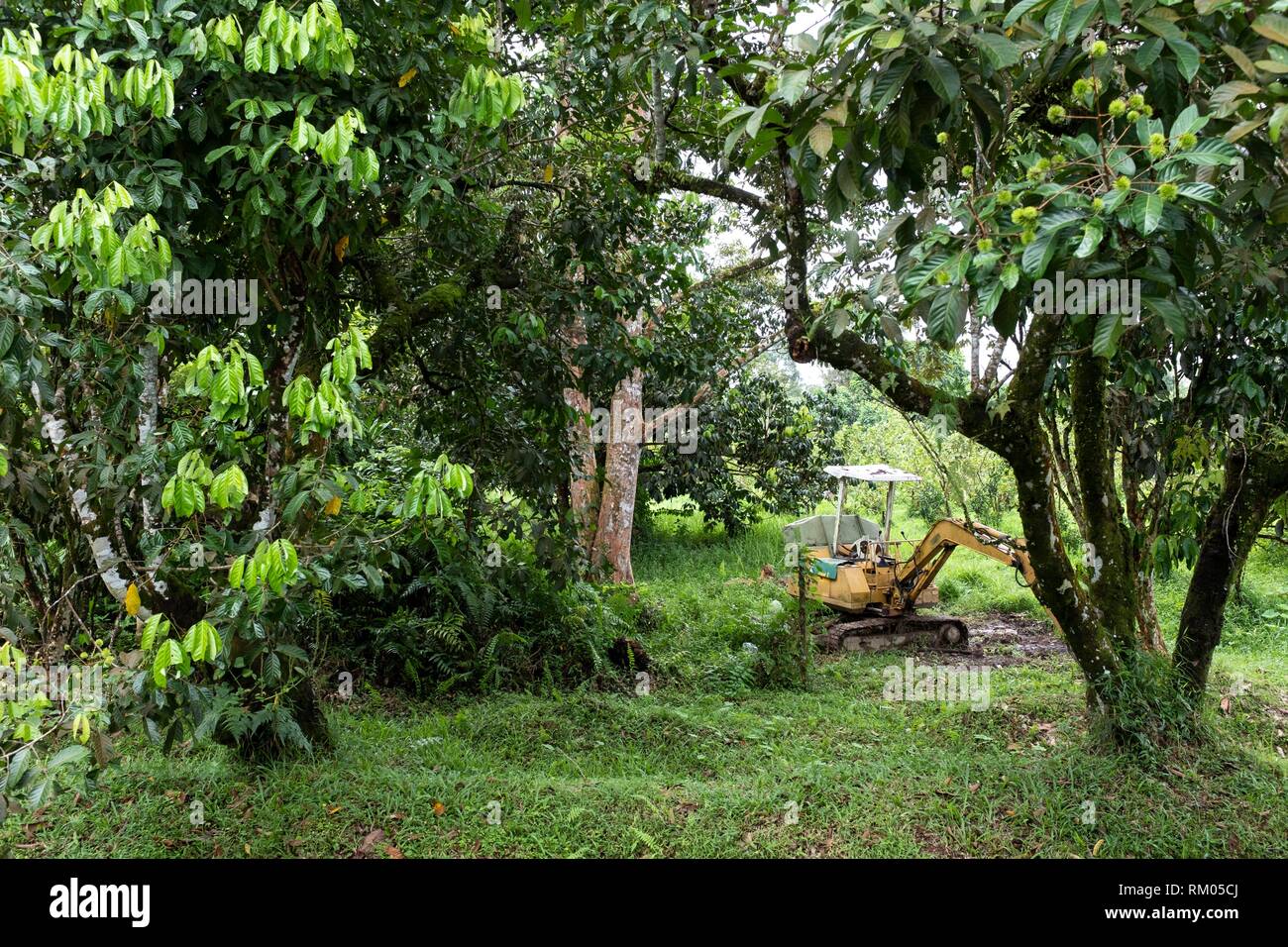 Tuang hi-res stock photography and images - Alamy