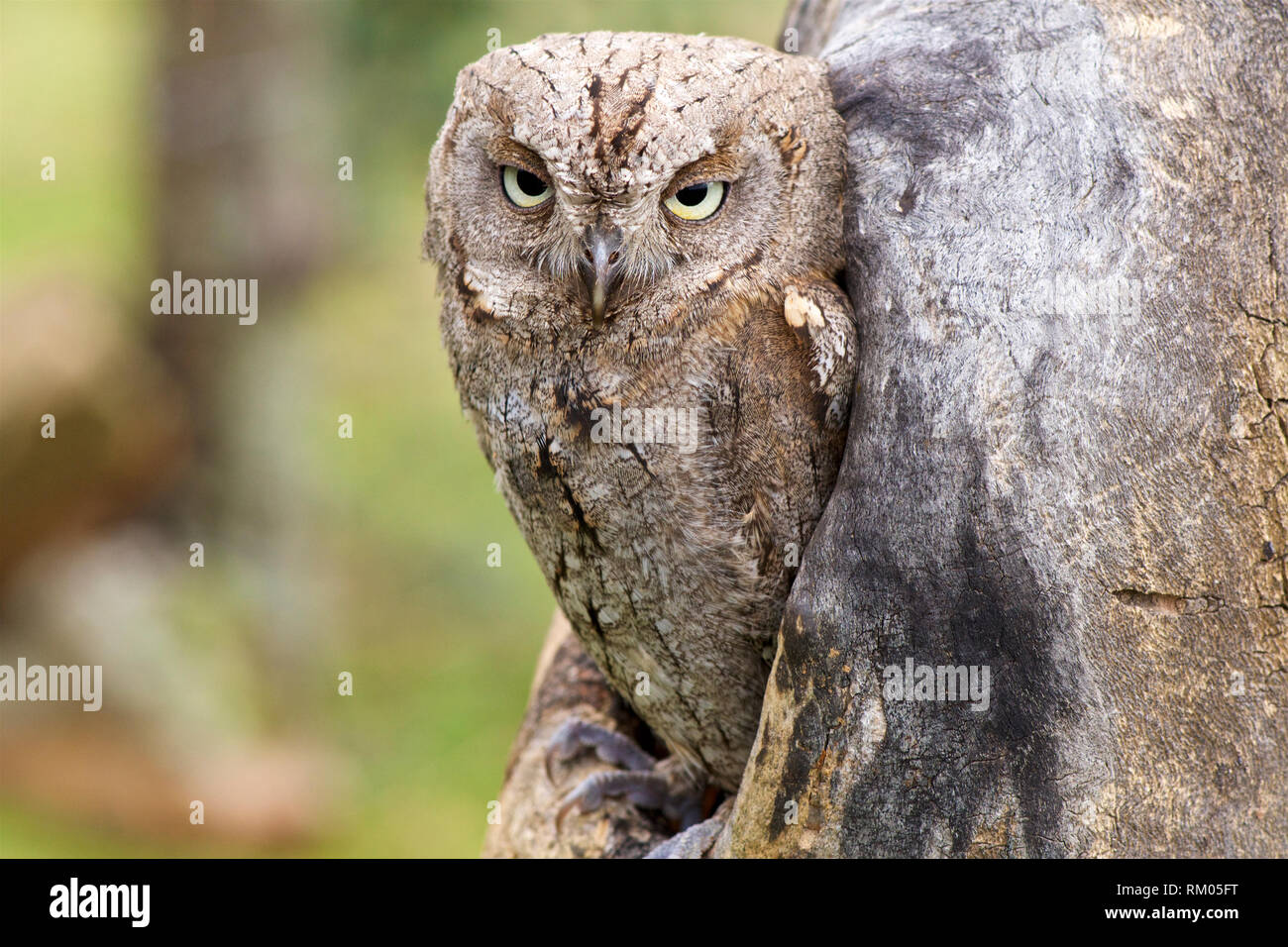 Autillo, Europeo, Otus scops, Strigiformes, Scops Owl, European ...