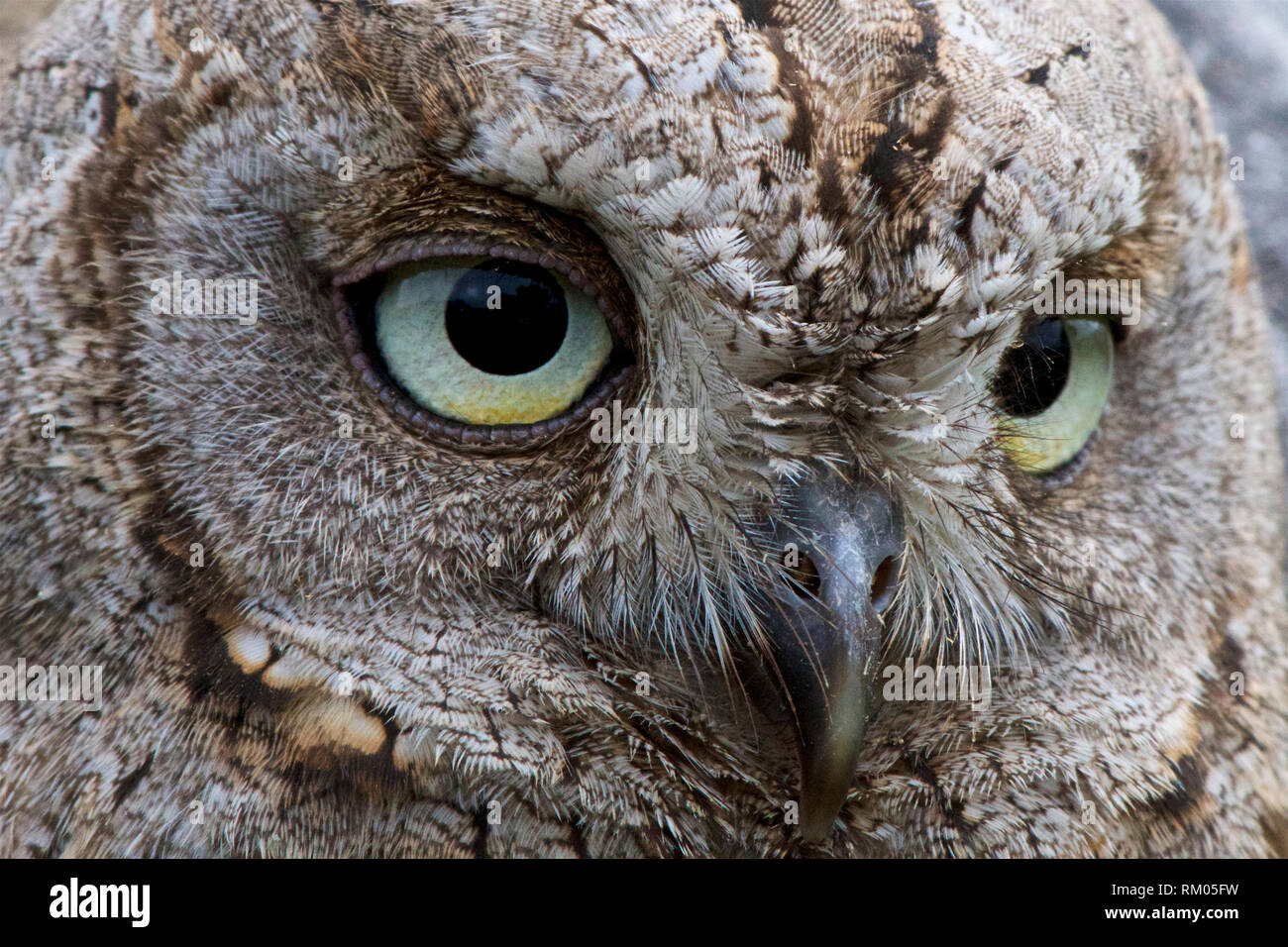 Autillo, Europeo, Otus scops, Strigiformes, Scops Owl, European ...