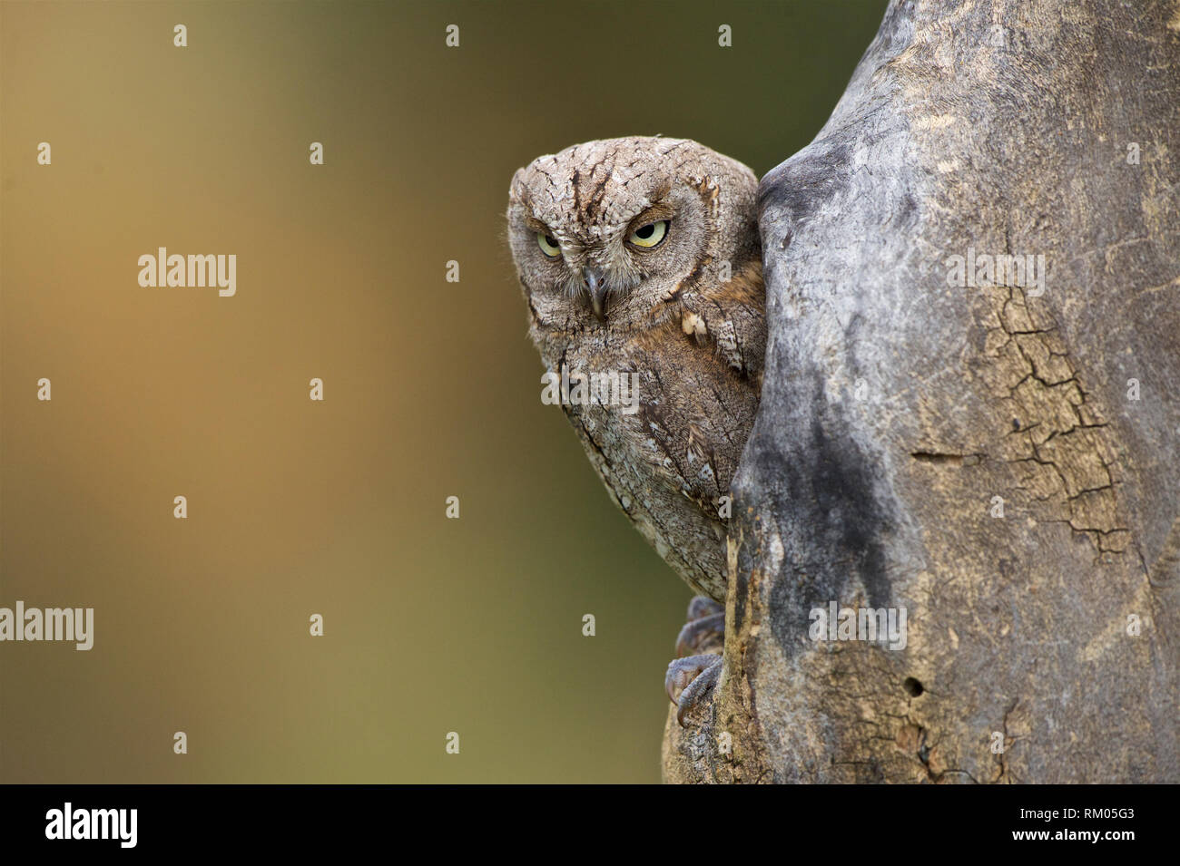 Autillo, Europeo, Otus scops, Strigiformes, Scops Owl, European ...