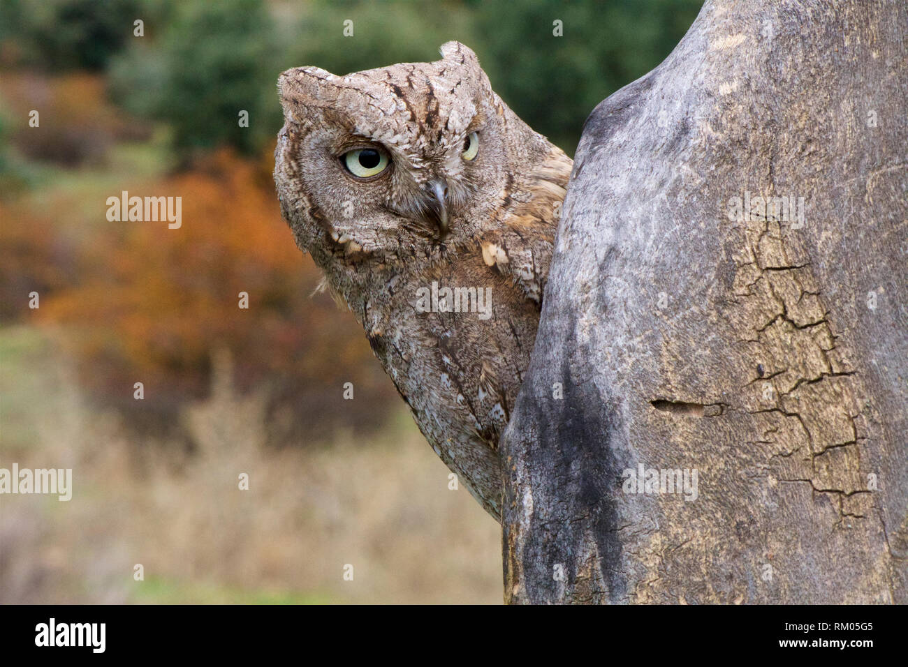 Autillo, Europeo, Otus scops, Strigiformes, Scops Owl, European ...