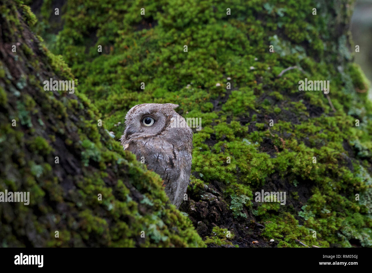 Autillo, Europeo, Otus scops, Strigiformes, Scops Owl, European ...