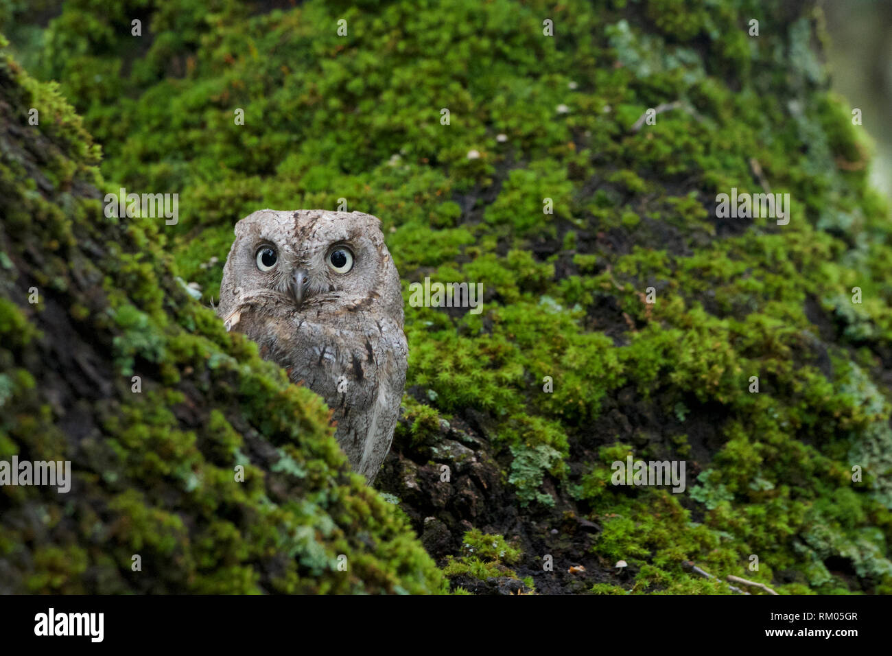 Búho europeo hi-res stock photography and images - Alamy
