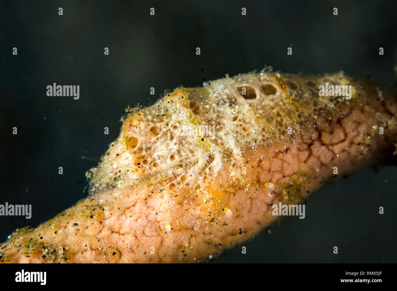 Cryptic Sponge Shrimp, Gelastocaris paronae, camouflaged on sponge, Aer ...