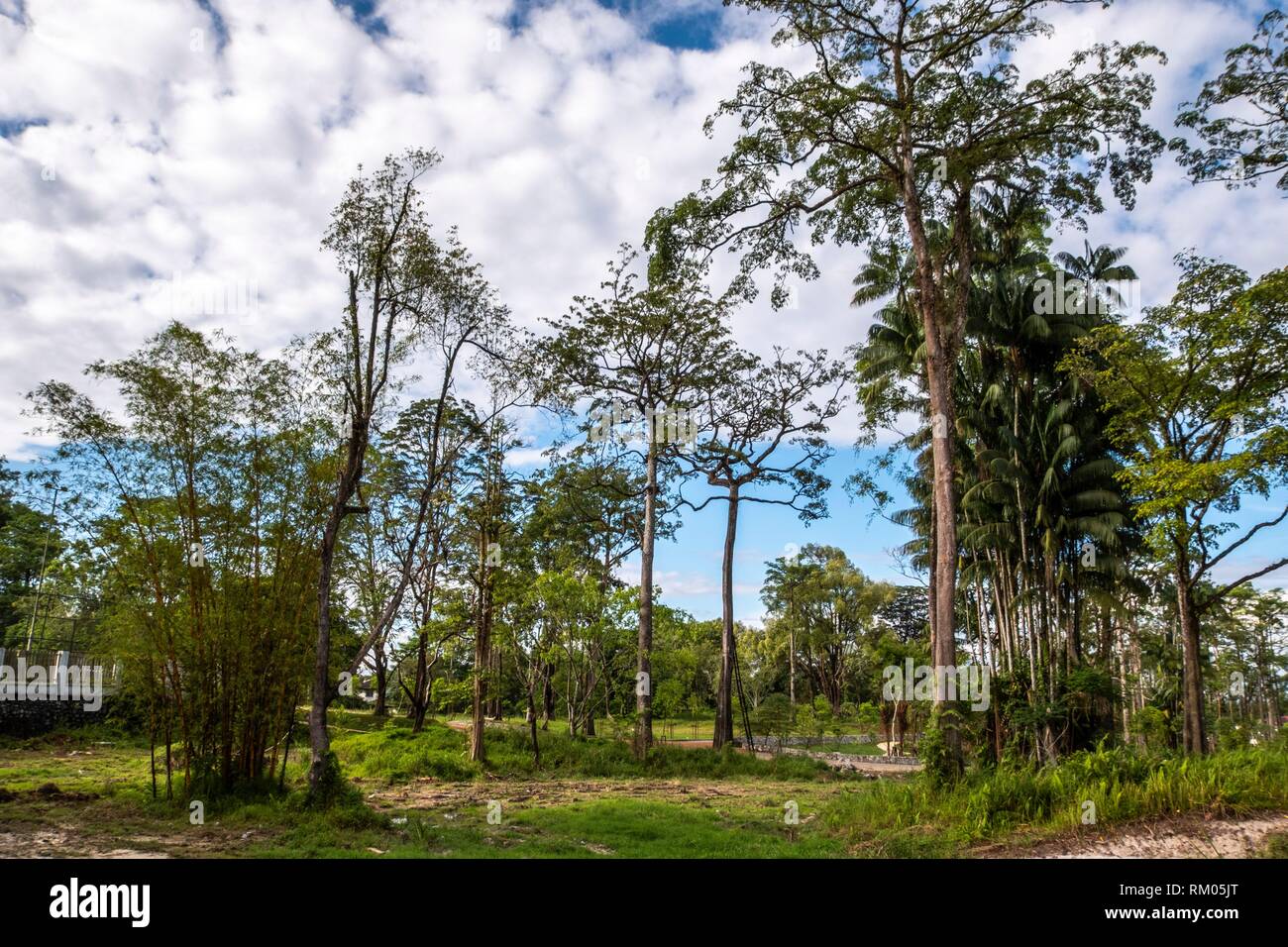Trees at Jalan Uplands, Kuching, Sarawak, Malaysia Stock Photo - Alamy