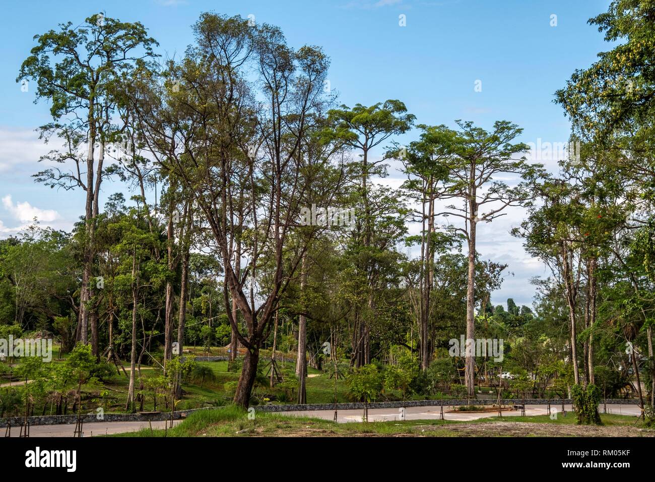 Trees at Jalan Uplands, Kuching, Sarawak, Malaysia Stock Photo - Alamy