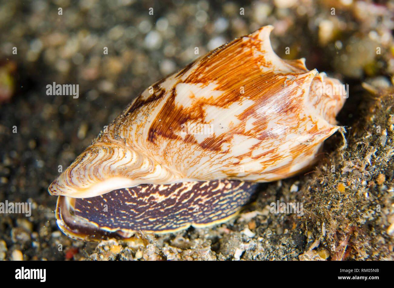 Volutes Shell, Cymbiola vespertilio, on night dive, TK1 dive site ...