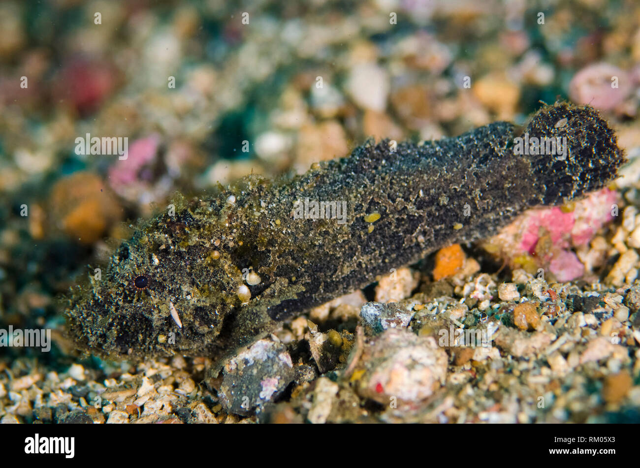 Obbesi hi-res stock photography and images - Alamy