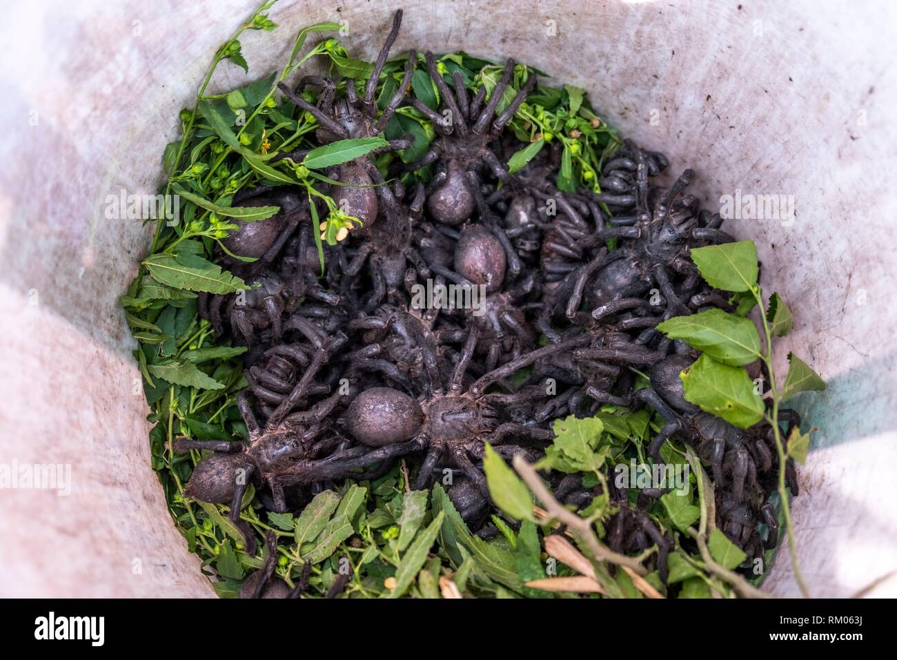 Live spider hi-res stock photography and images - Alamy