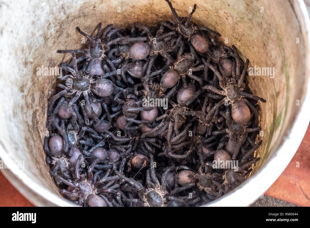 Field wolf spider hi-res stock photography and images - Alamy