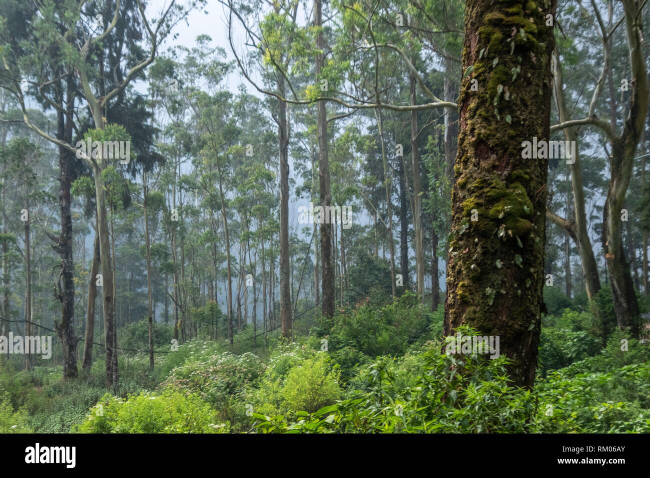 Urban jungle landscape hi-res stock photography and images - Alamy