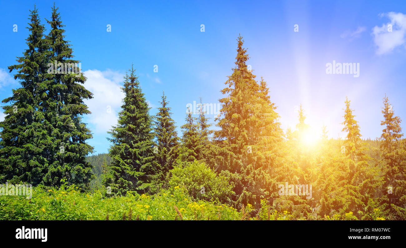 spruce forest on the hillside Stock Photo - Alamy
