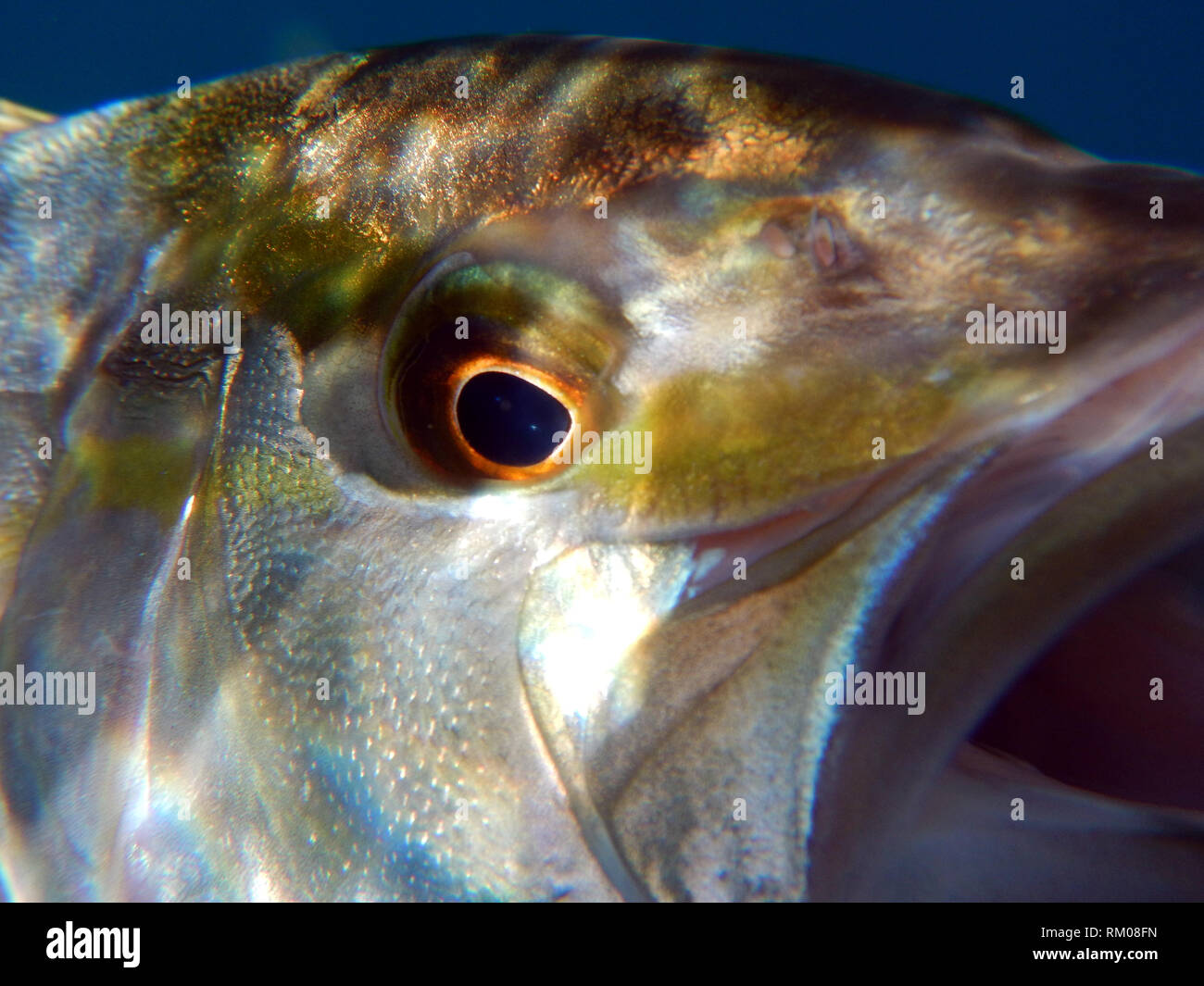 macro closeup eye and head of amberjack fish seriola dumerili in its ...