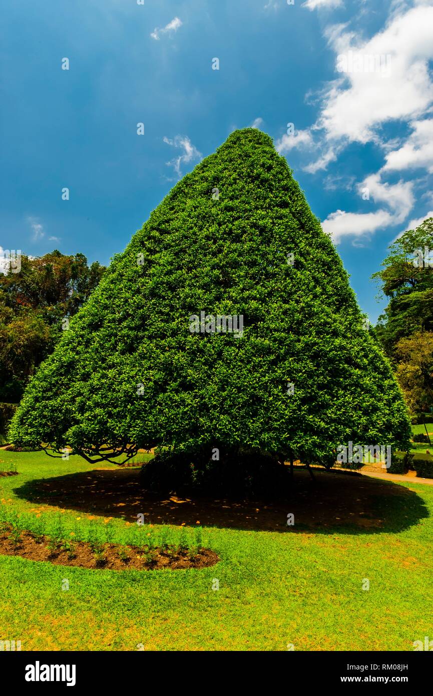 Peradeniya Royal Botanical Gardens High Resolution Stock Photography ...