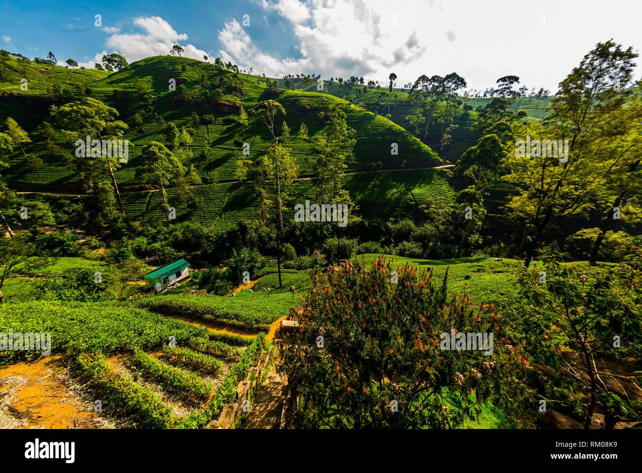 Tea Estate Sri Lanka High Resolution Stock Photography and Images - Alamy