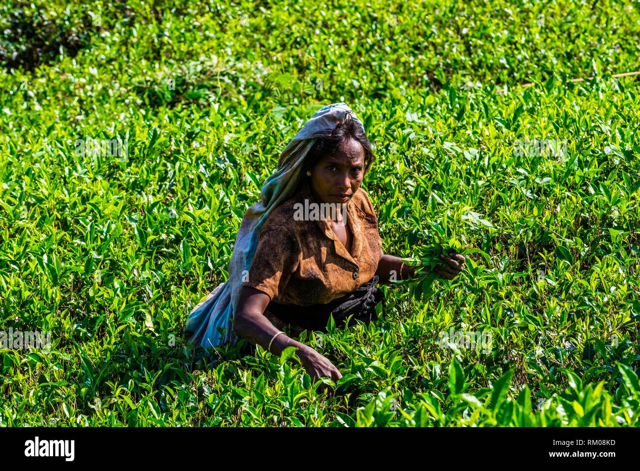 Sri Lanka Tea Estate High Resolution Stock Photography and Images - Alamy