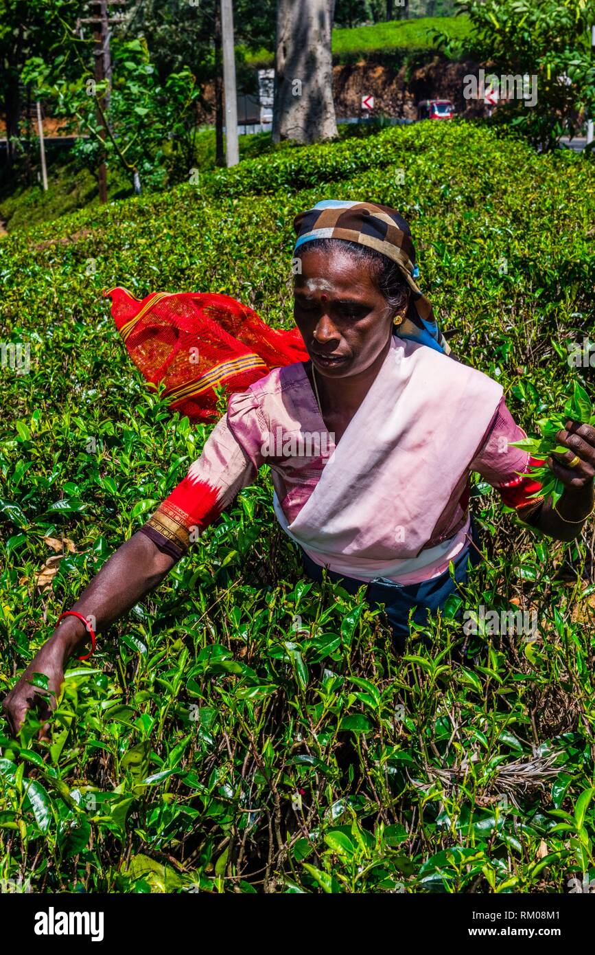 Person picking tea High Resolution Stock Photography and Images - Alamy