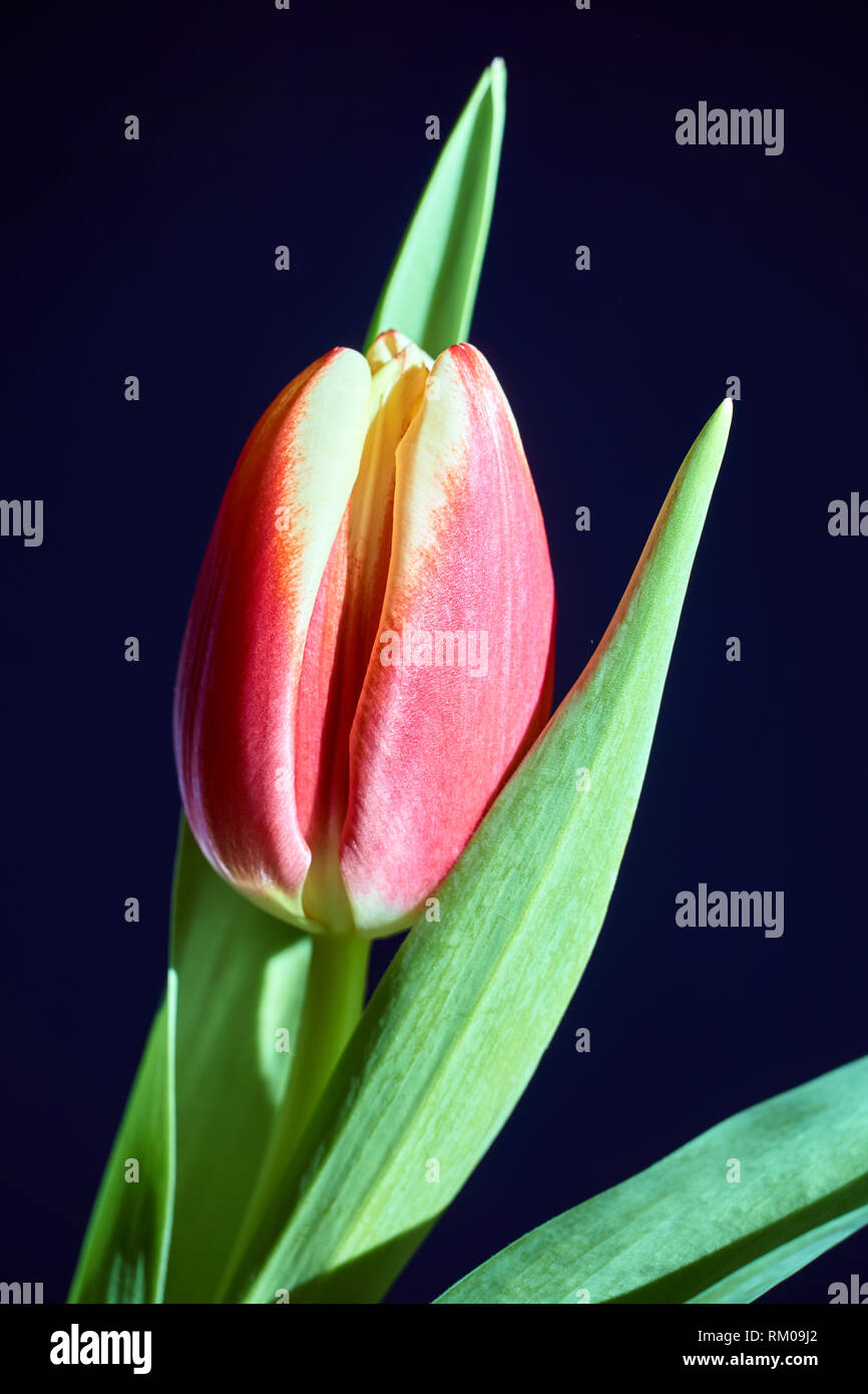 green leaf and single, red tulip flower Stock Photo - Alamy