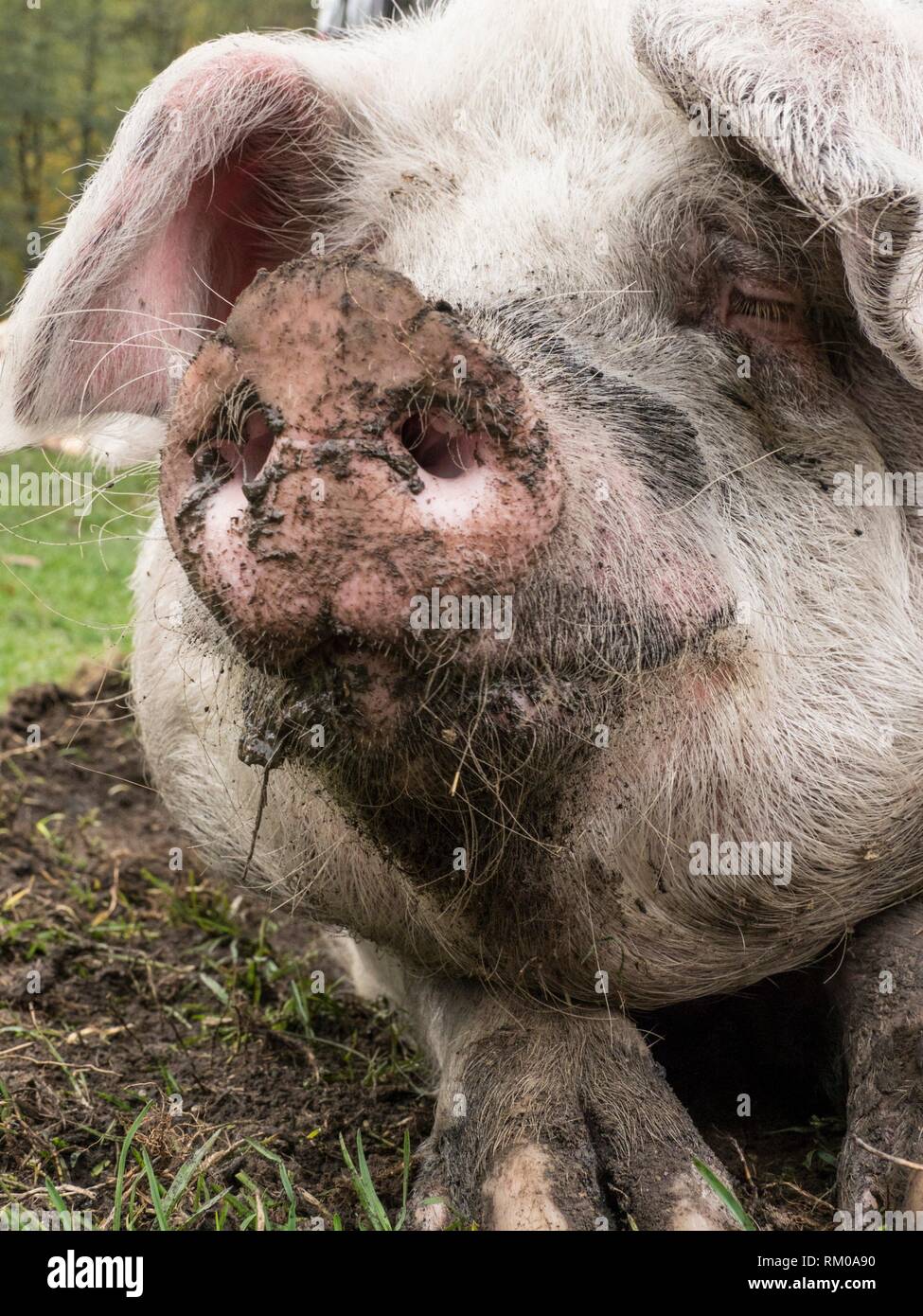 Close Up Pig High Resolution Stock Photography and Images - Alamy