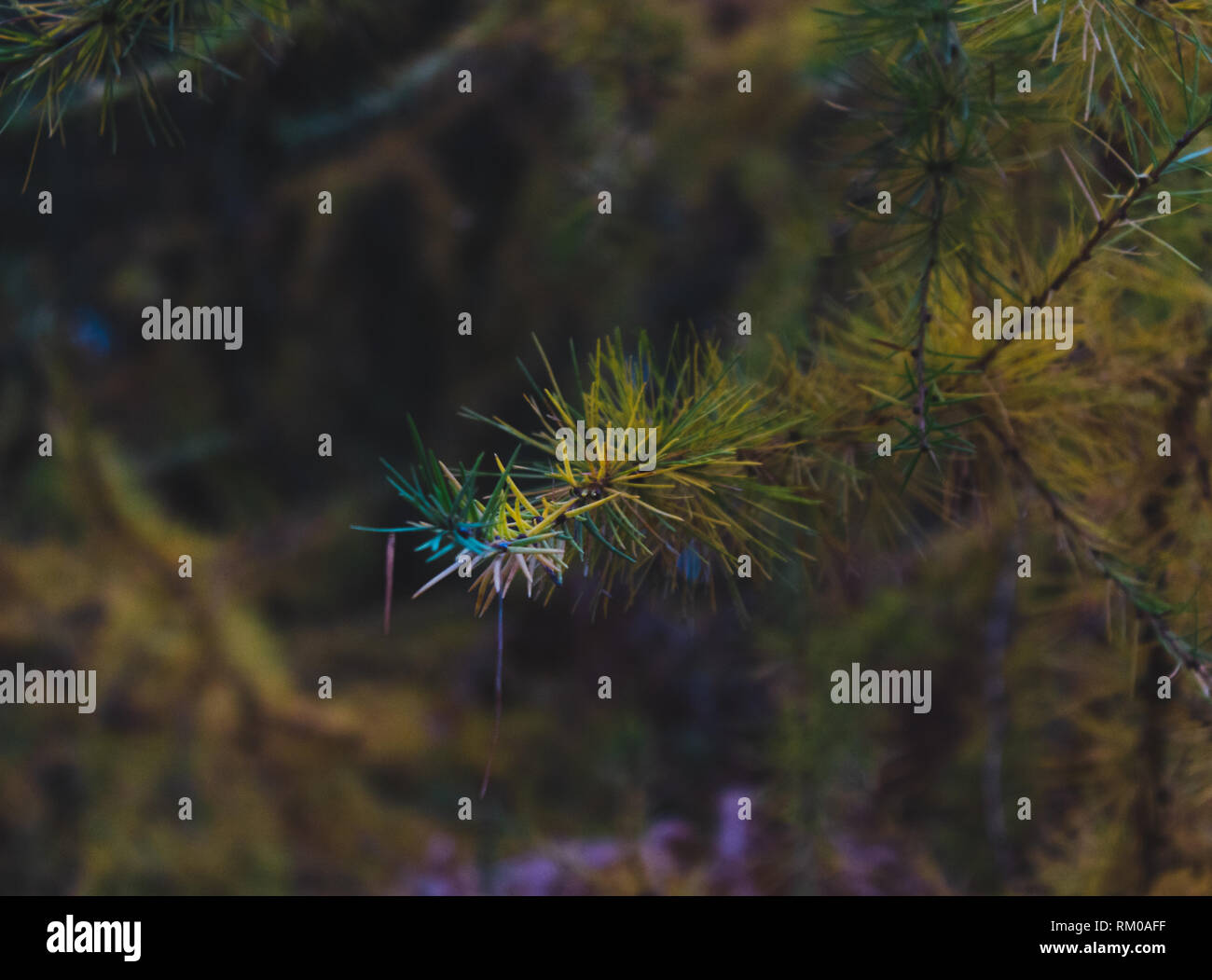 Fir tree close up hi-res stock photography and images - Alamy