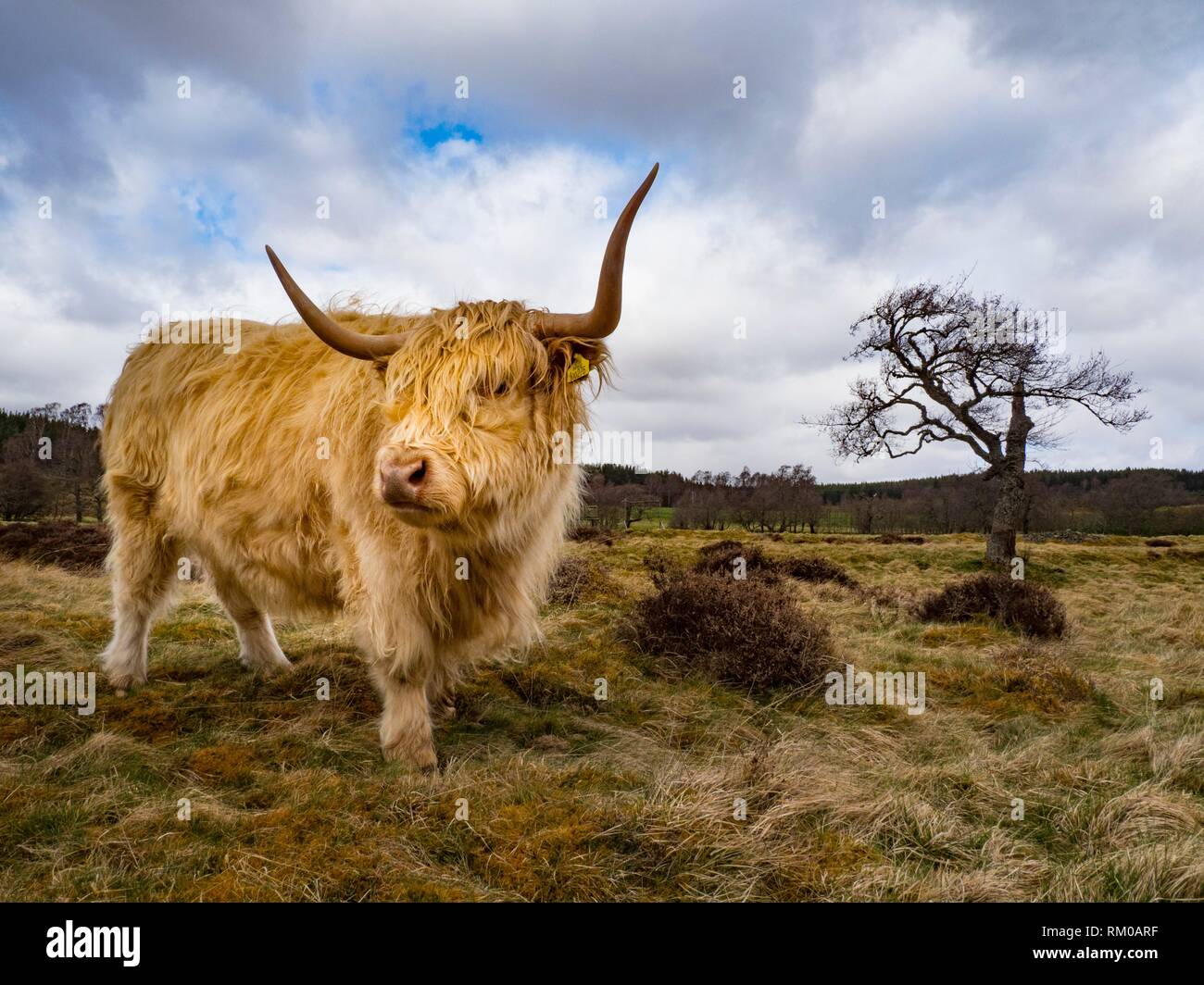 Scotland Landscape Highlands Cow High Resolution Stock Photography and ...