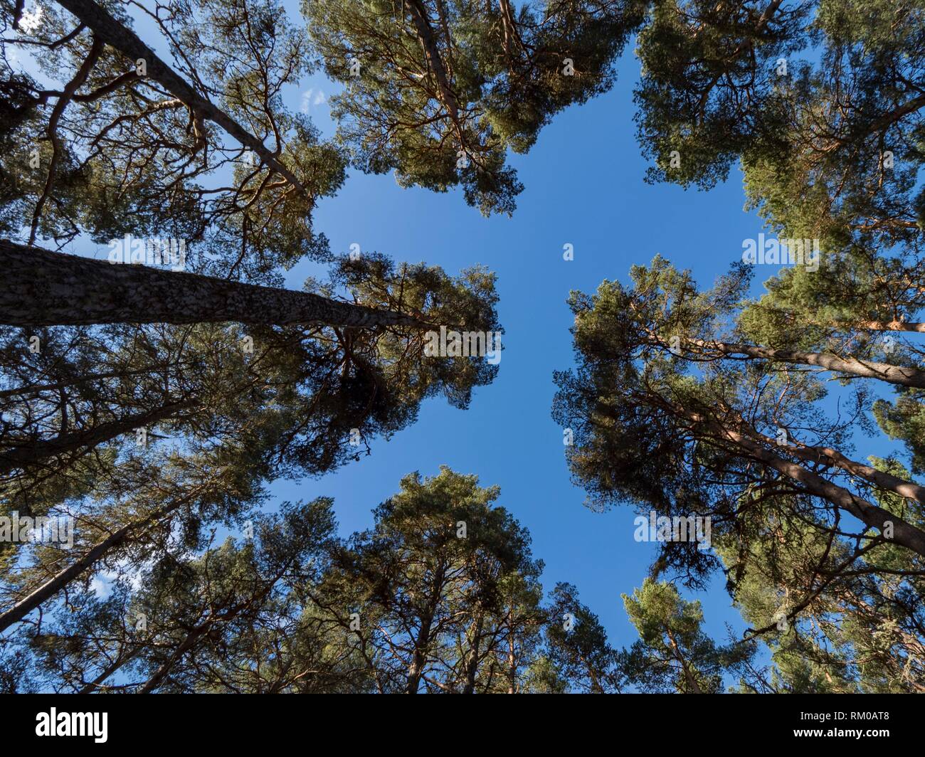 Tree loch landscape hi-res stock photography and images - Alamy