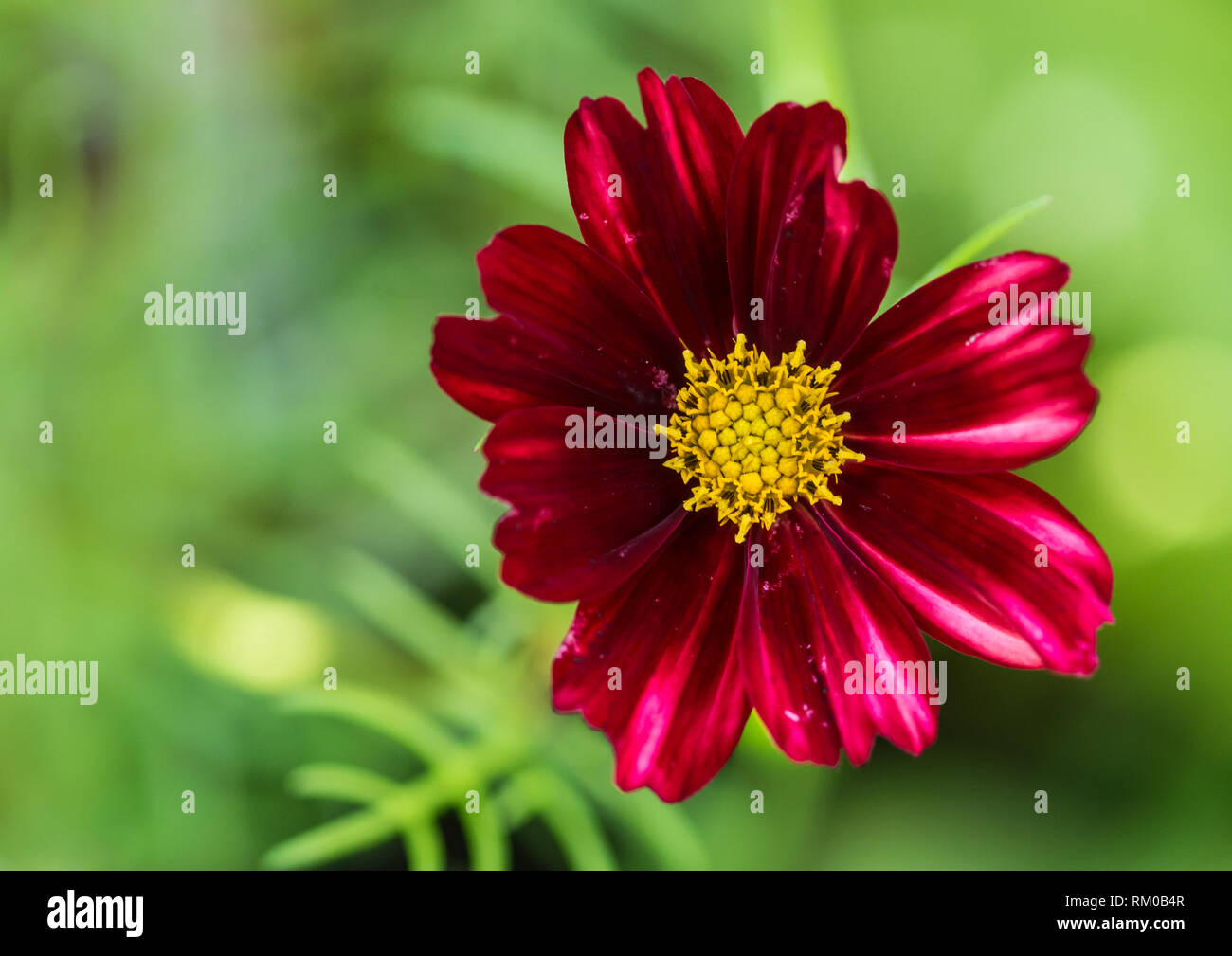 Deep red cosmos hi-res stock photography and images - Alamy
