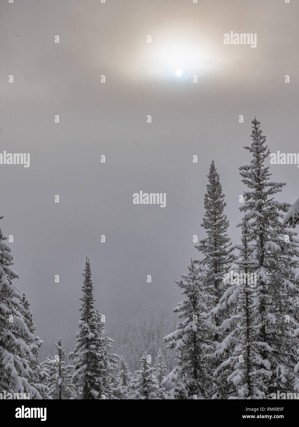 Canadian tree hi-res stock photography and images - Alamy