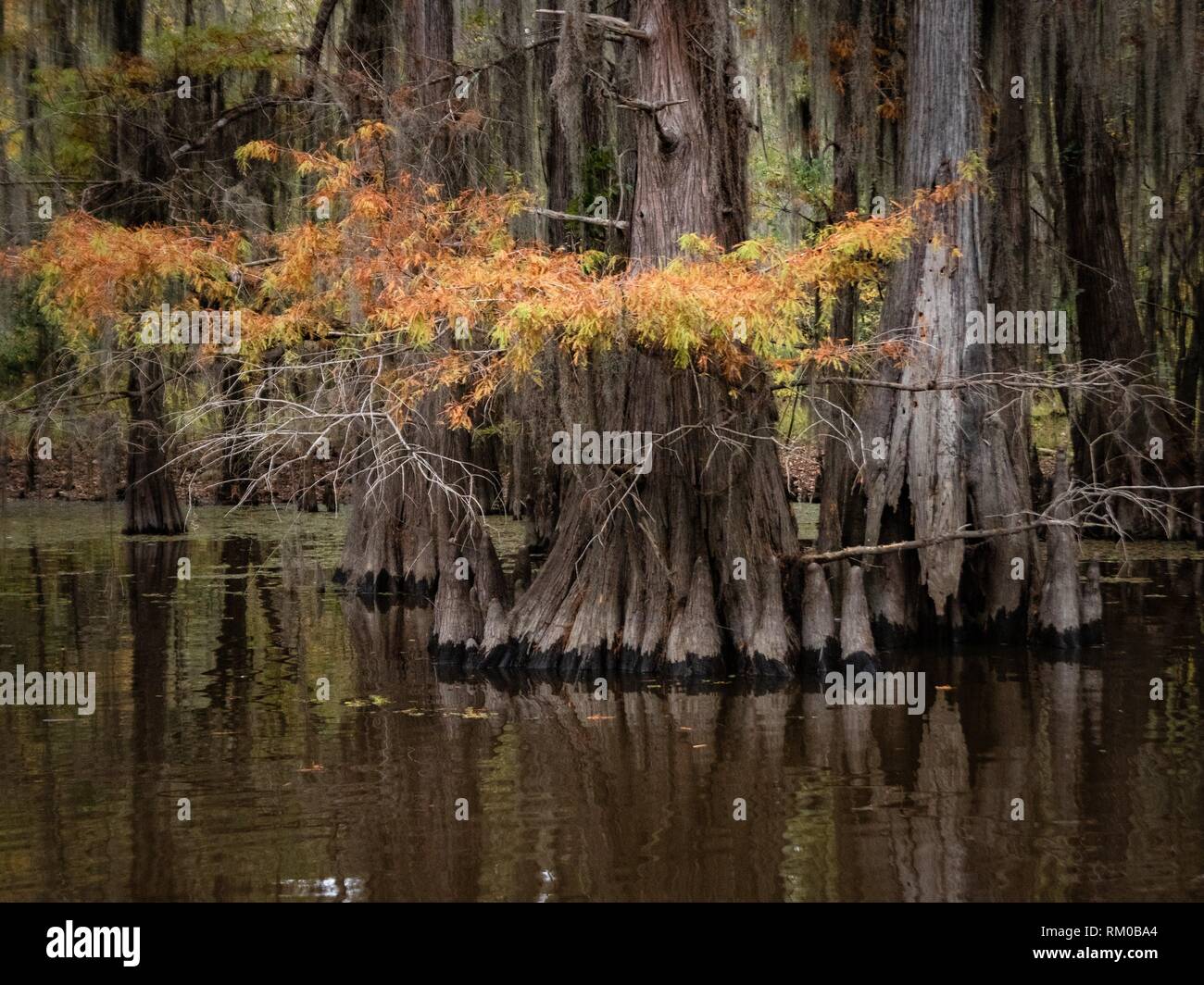 Texas caddo lake hi-res stock photography and images - Alamy