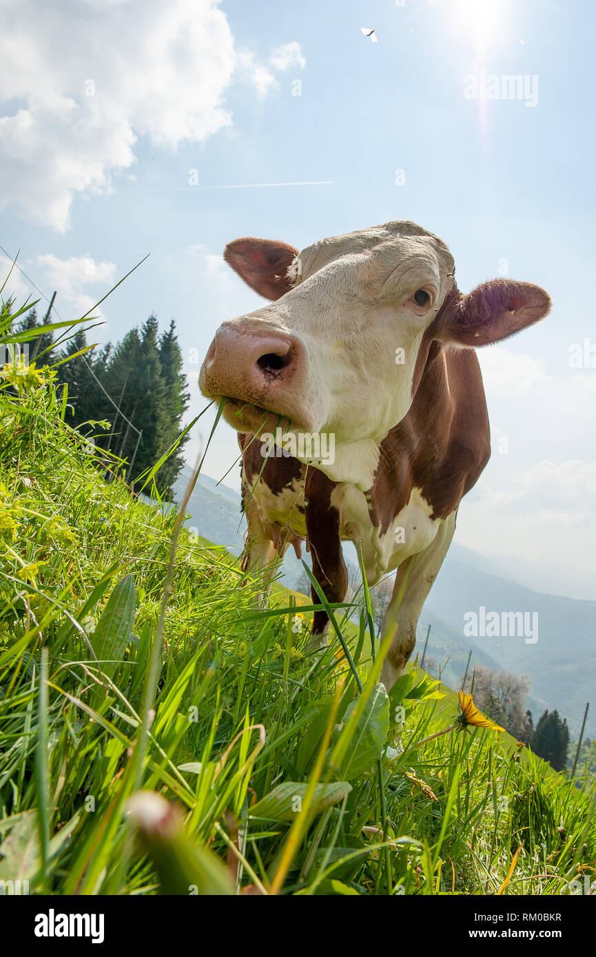 Mount beef hi-res stock photography and images - Alamy
