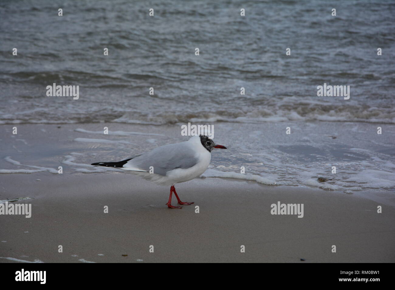 Seagull stands on the sandy beach in front of a wave Stock Photo - Alamy