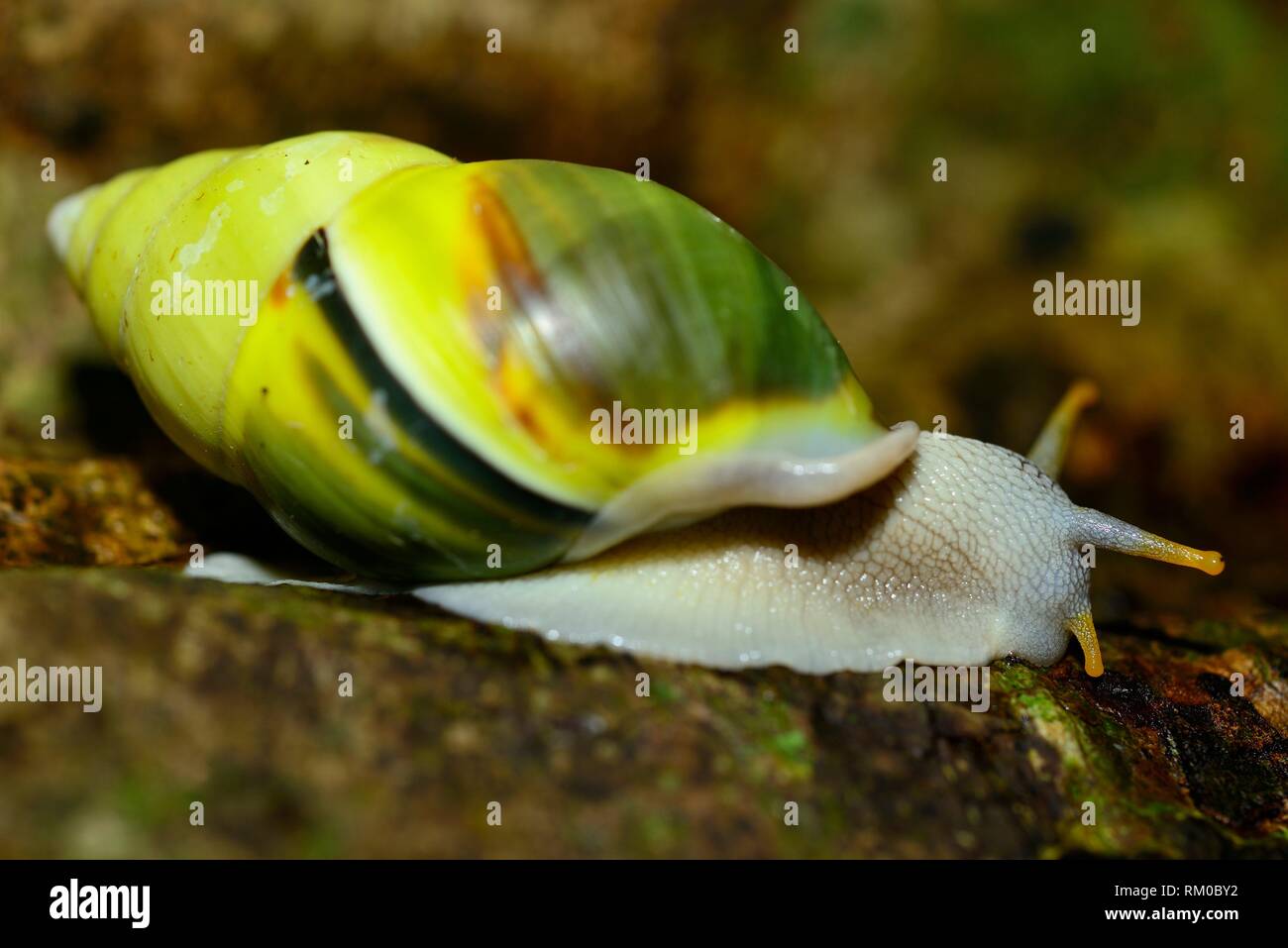 Mollusca hi-res stock photography and images - Alamy