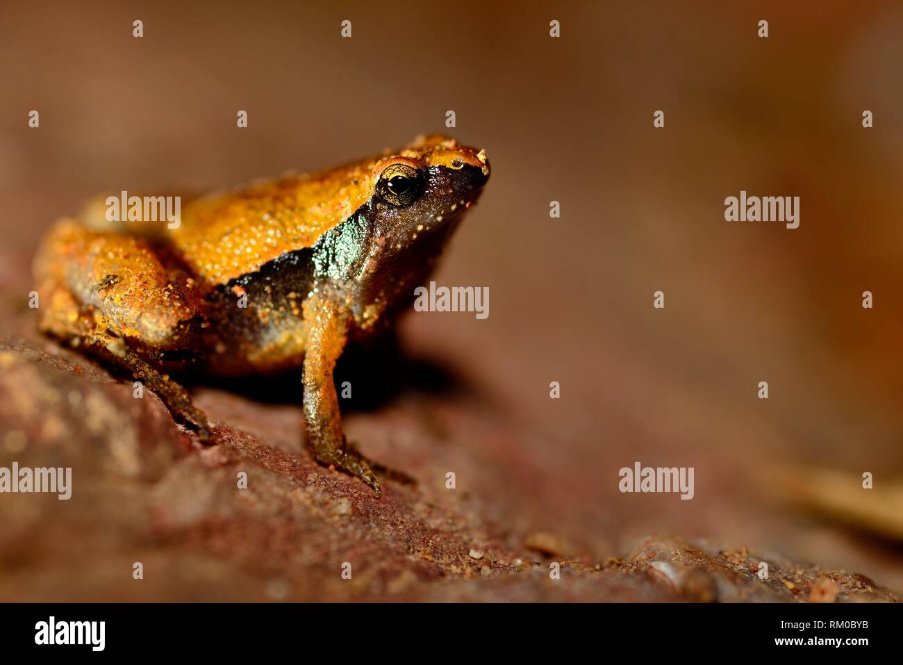 Dark spotted frog hi-res stock photography and images - Alamy